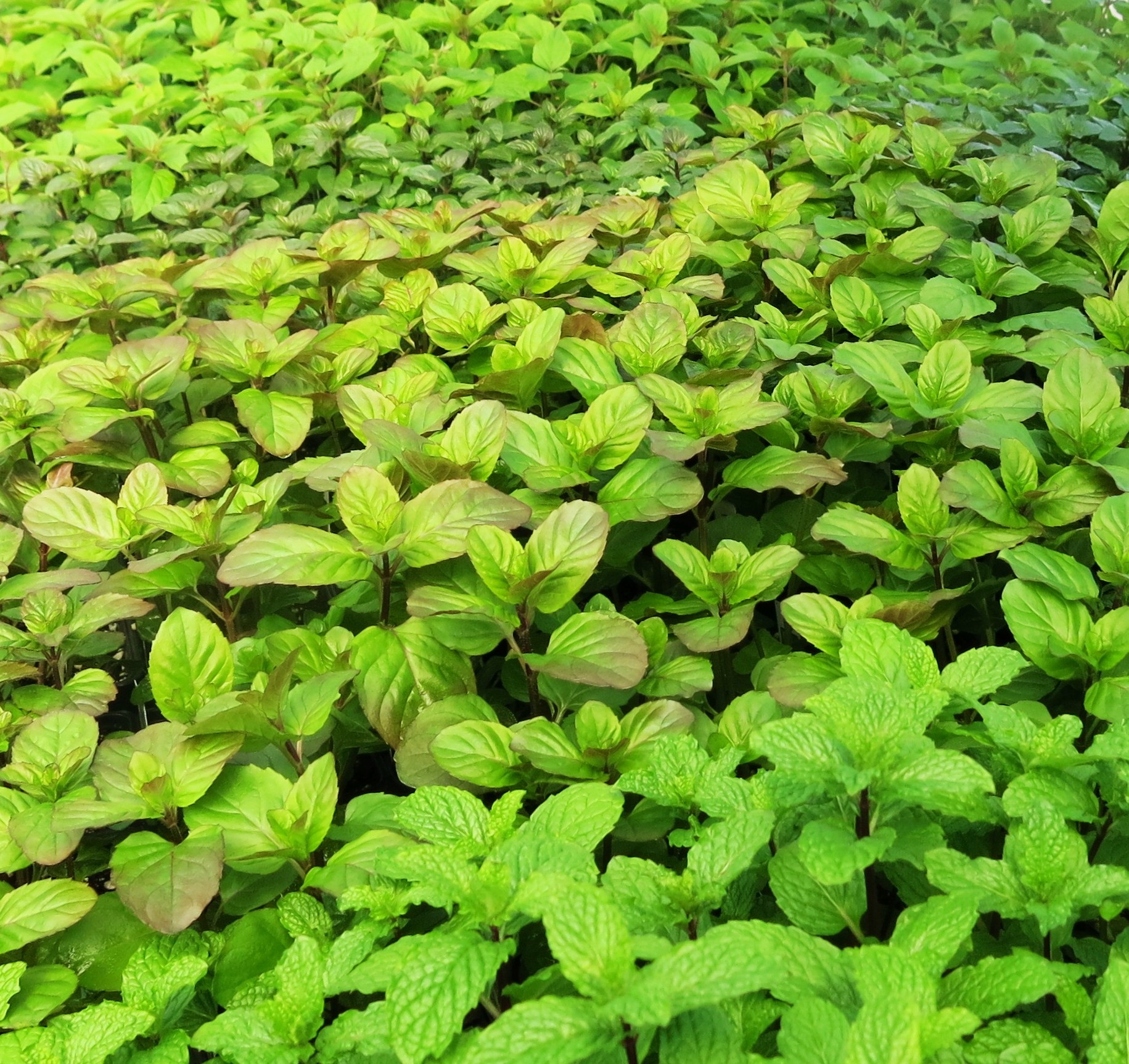 Mint is more than Mouthwash | Goddess Cooks